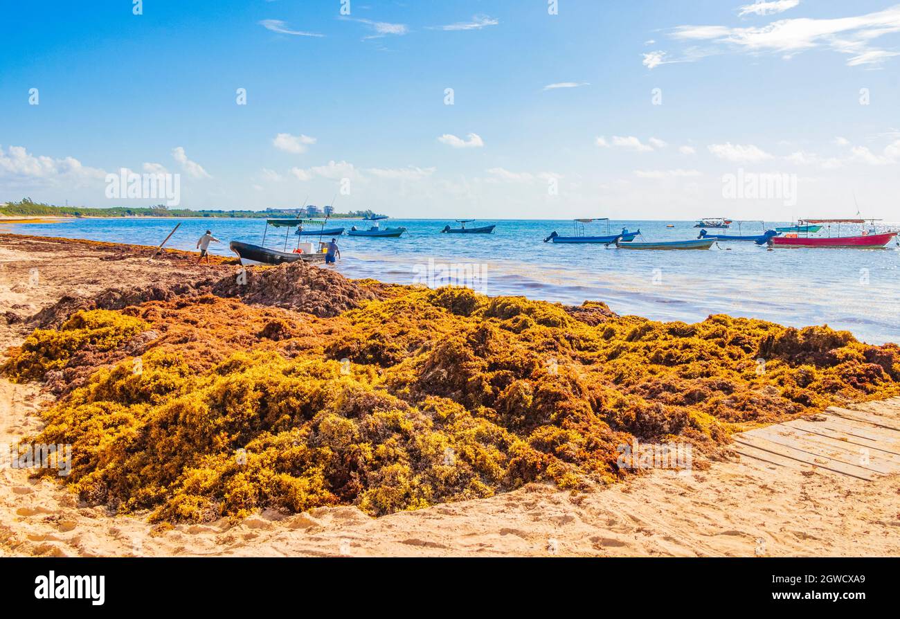 Il y a beaucoup d'algues rouges très dégoûtantes sargazo sur la plage ...