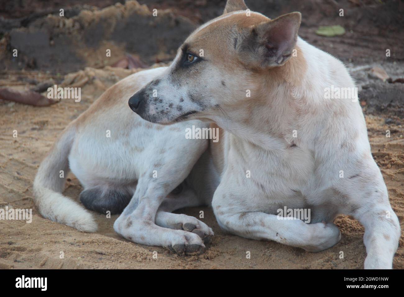 Accouplement des chien Banque de photographies et d’images à haute ...
