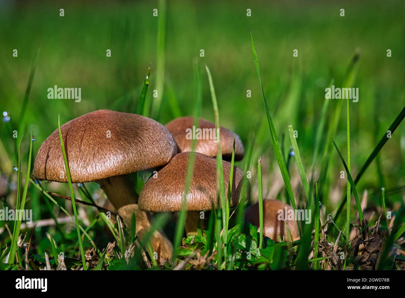 Champignons des prairies Banque de photographies et d’images à haute ...