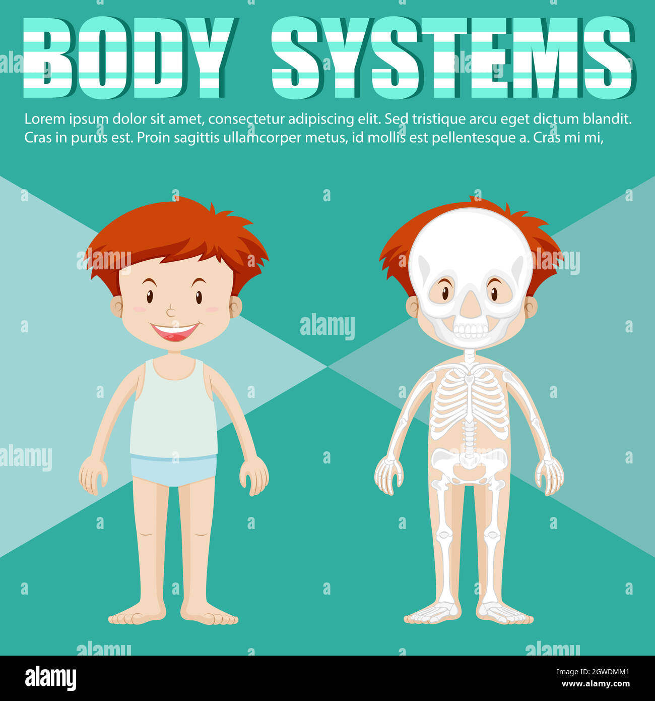 Corps de squelette radiologie Banque d'images vectorielles - Alamy