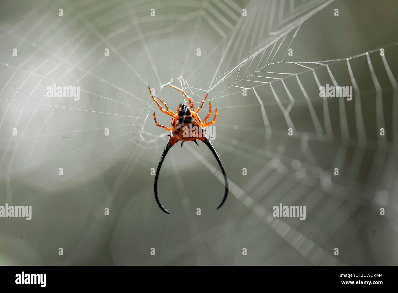 Horned spider Banque de photographies et d’images à haute résolution ...
