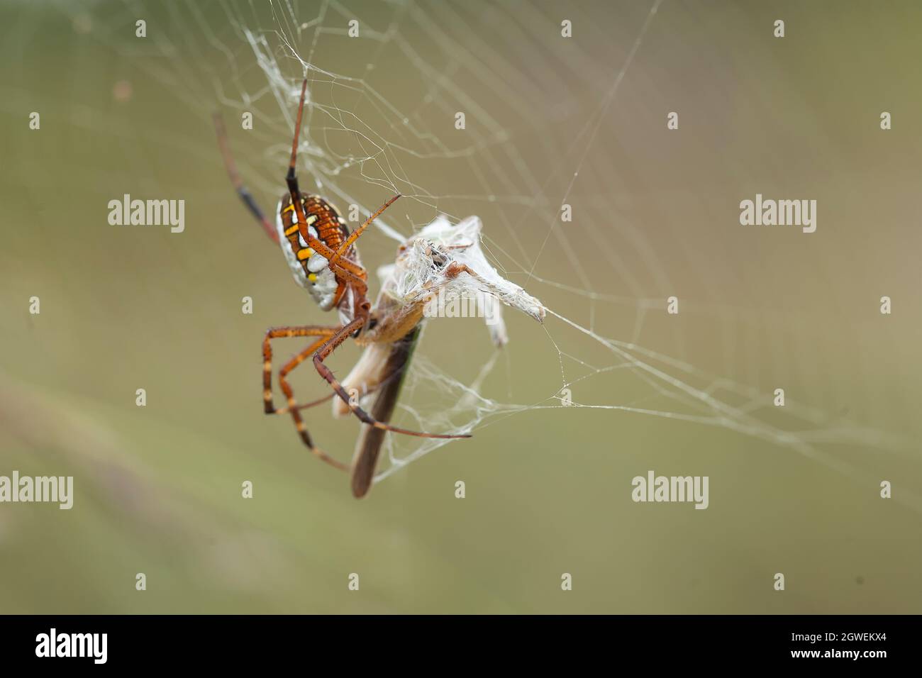 Horned spider Banque de photographies et d’images à haute résolution ...