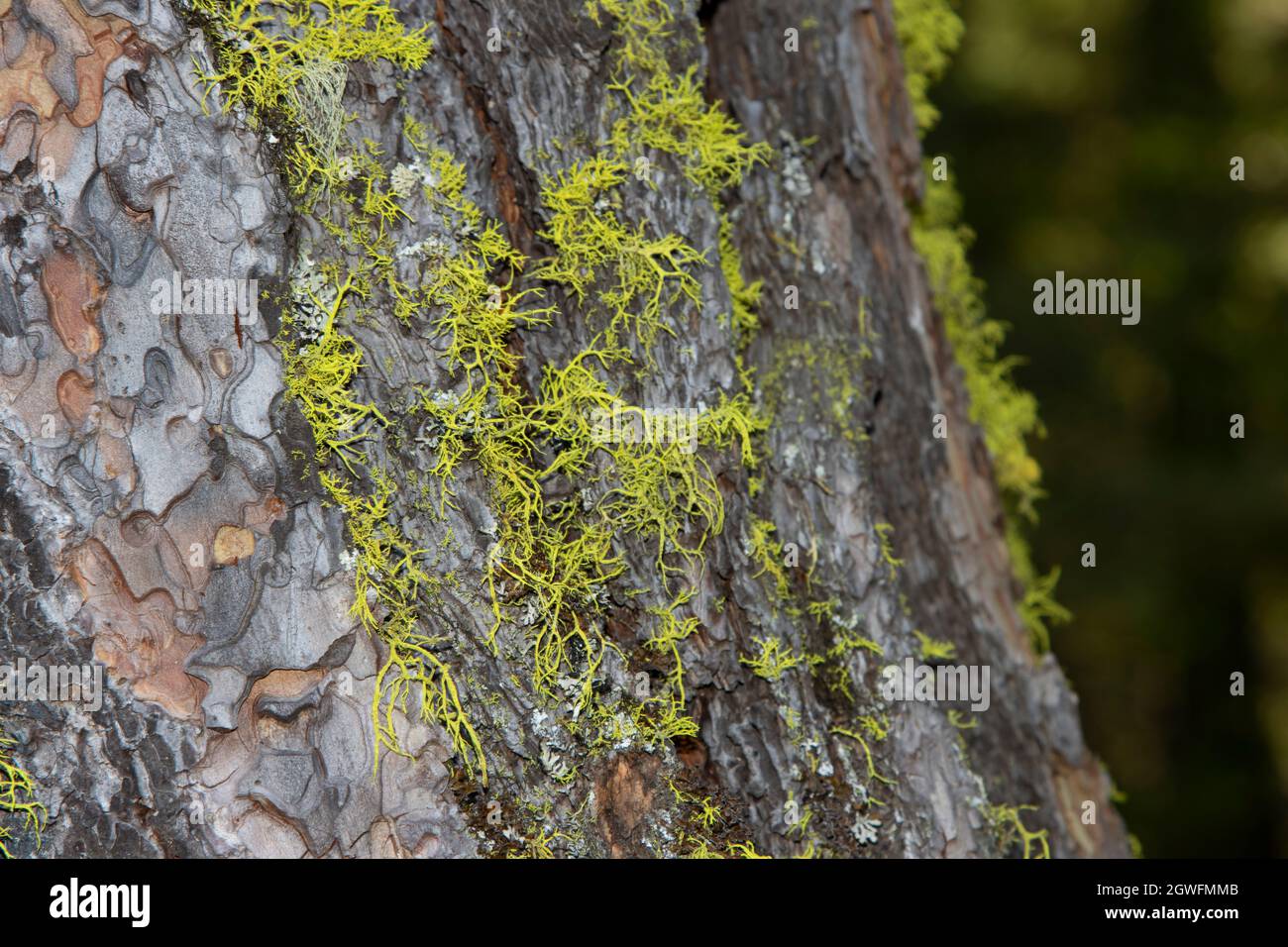 Lichen sur le tronc de pin Banque de photographies et d’images à haute ...