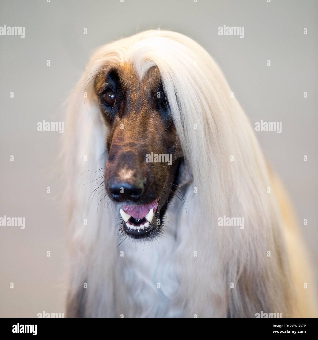 Lévrier afghan Banque de photographies et d’images à haute résolution ...