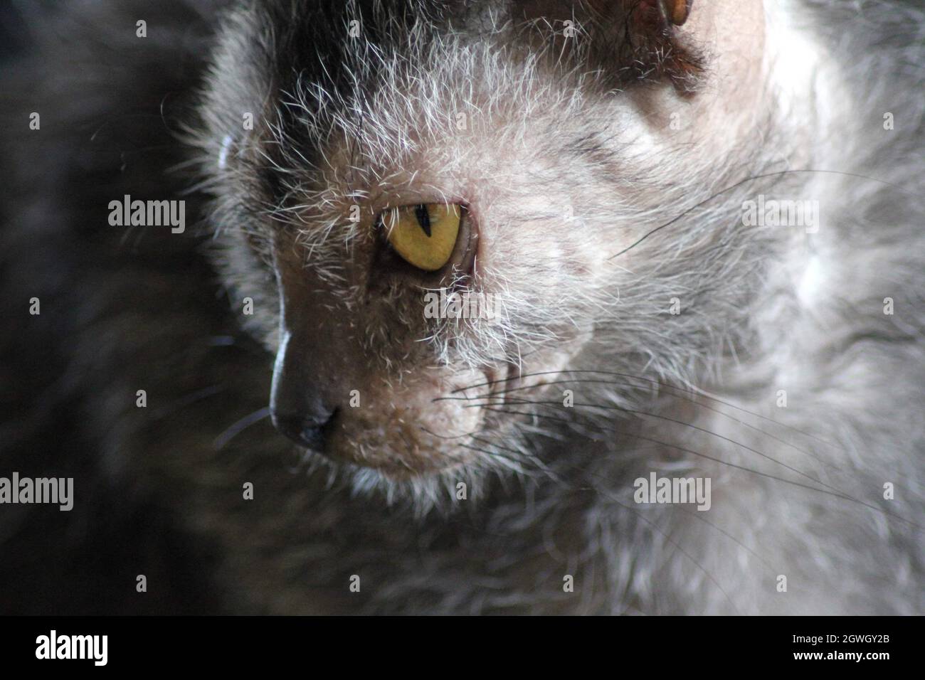 Lykoi cat Banque de photographies et d’images à haute résolution - Alamy