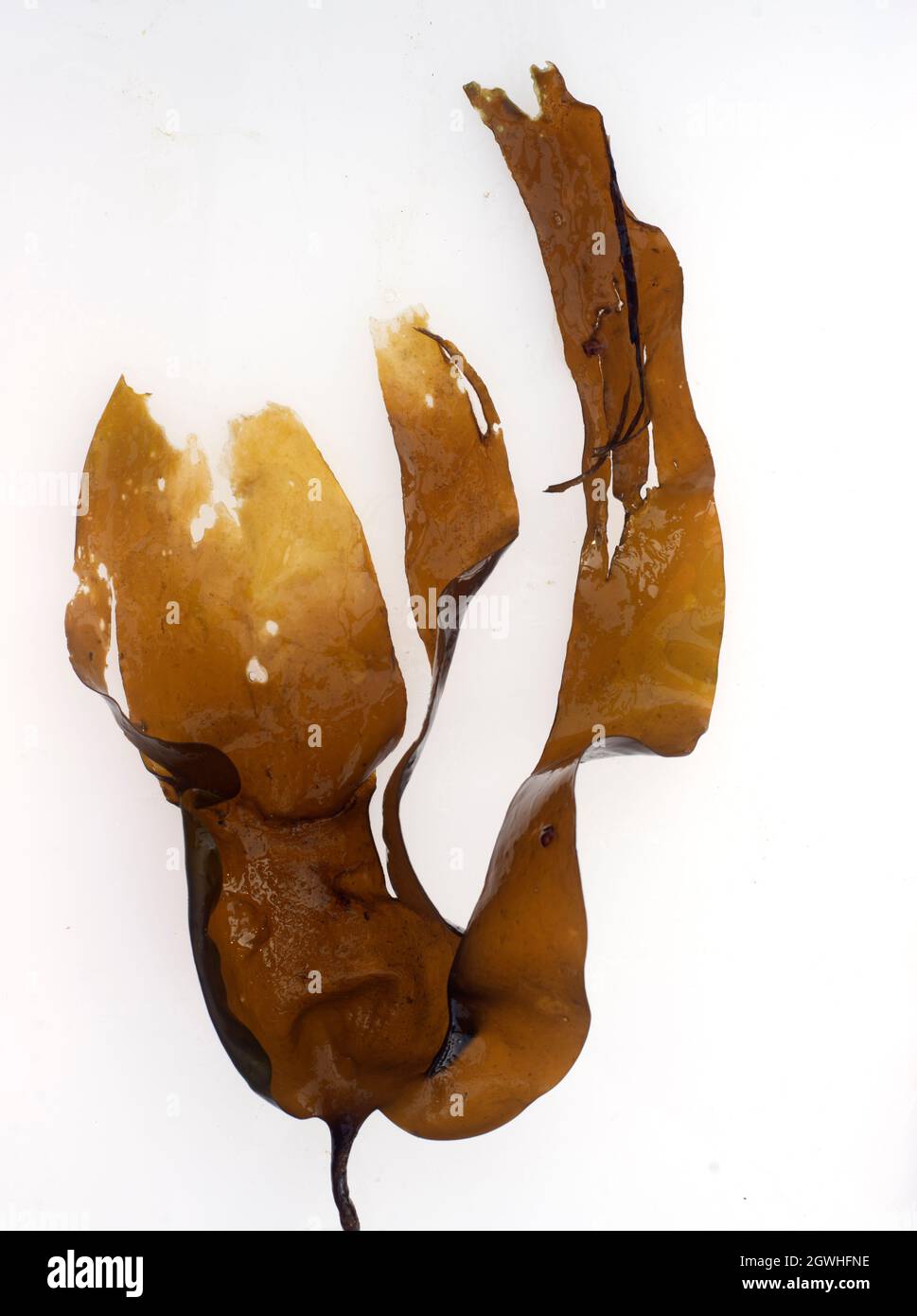 Phytoplancton d'algues Banque de photographies et d’images à haute ...