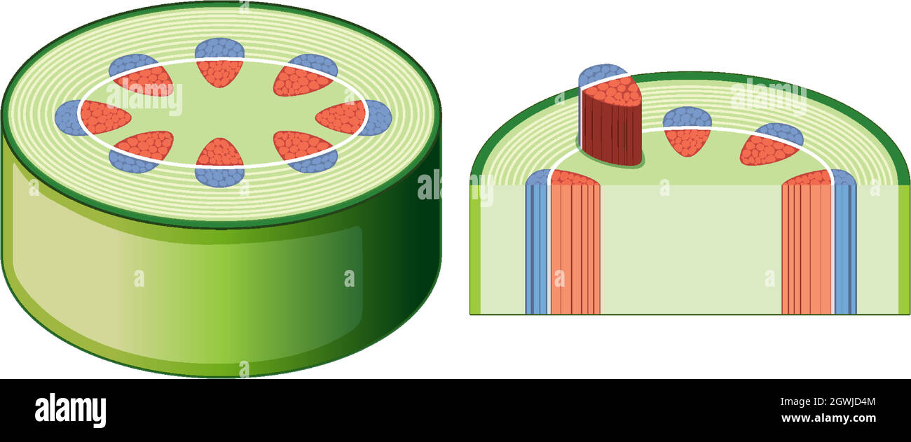Estructura celular de la planta Banque d'images vectorielles - Alamy