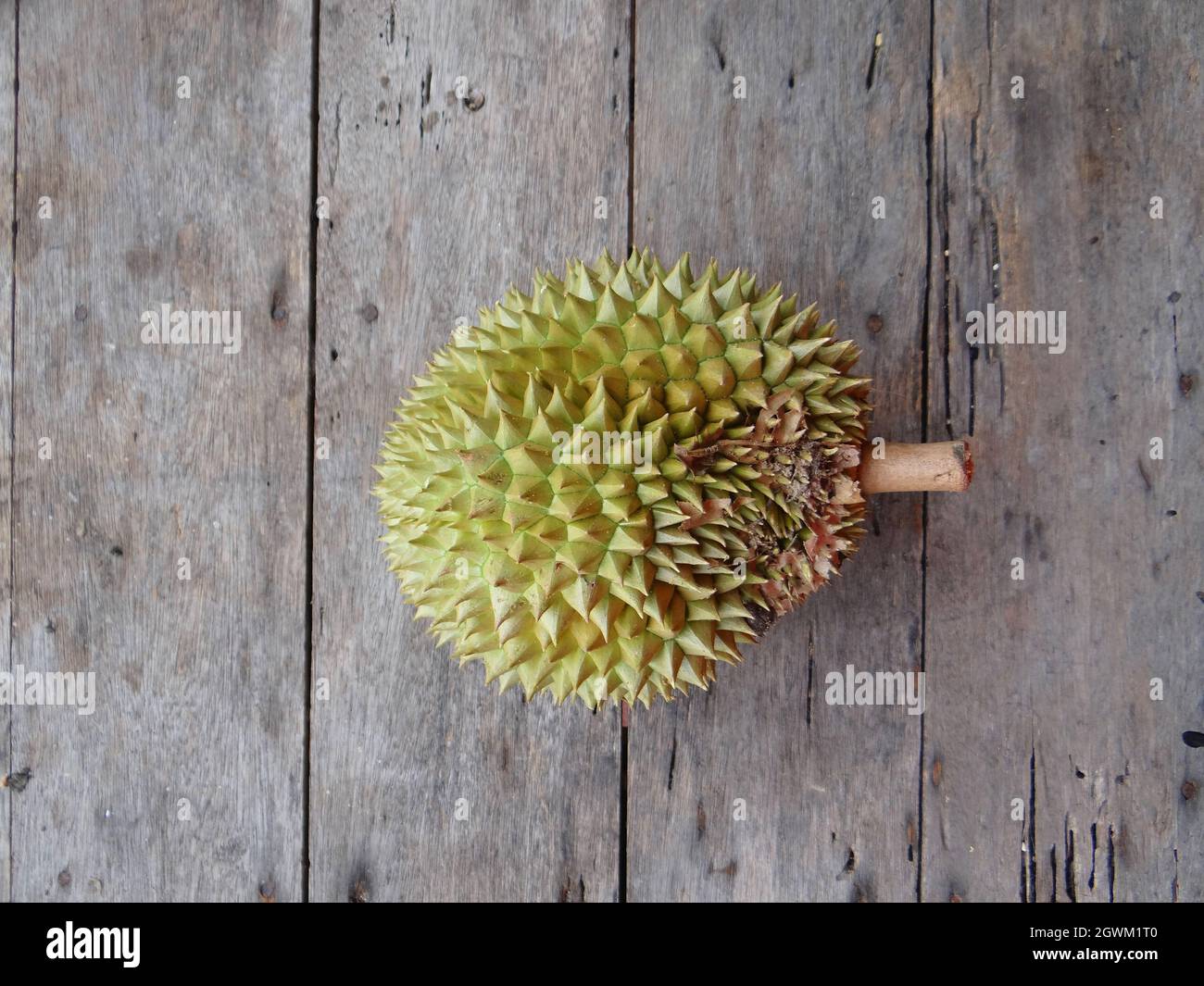 Feuilles de durian Banque de photographies et d’images à haute ...