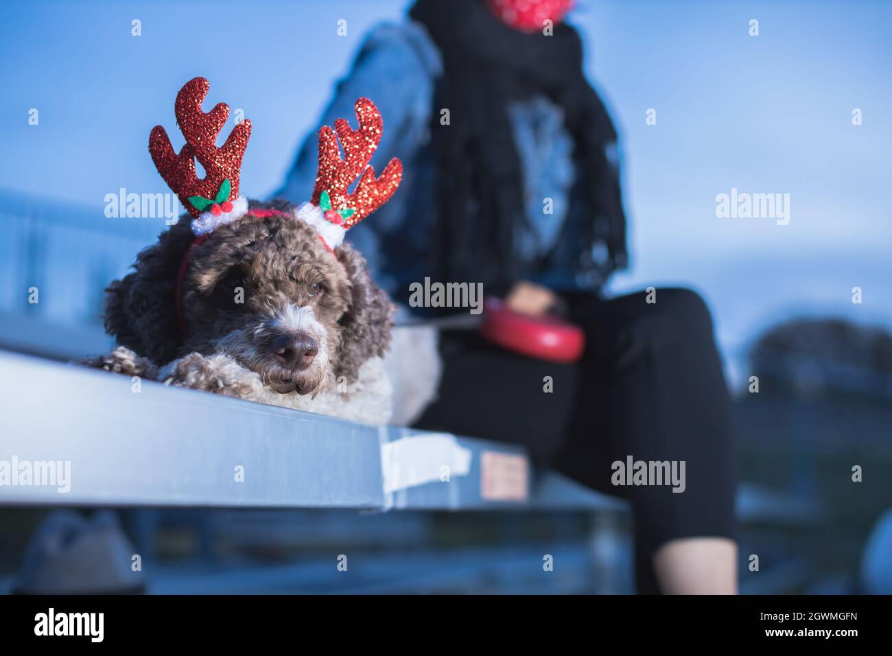 Oreilles de renne de chien Banque de photographies et d’images à haute ...