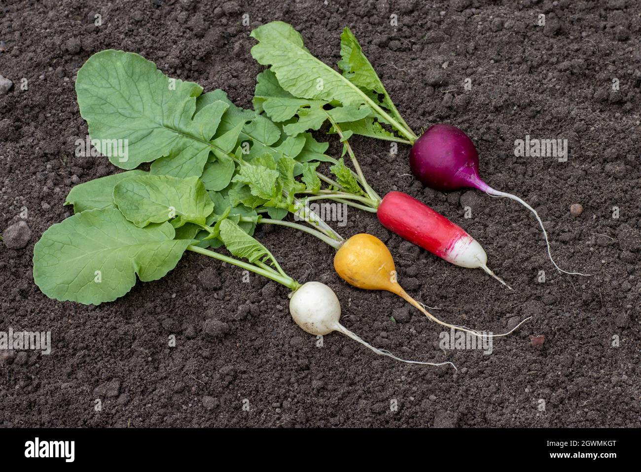 Radis de différentes variétés blanc, jaune, rouge, violet se trouve sur ...