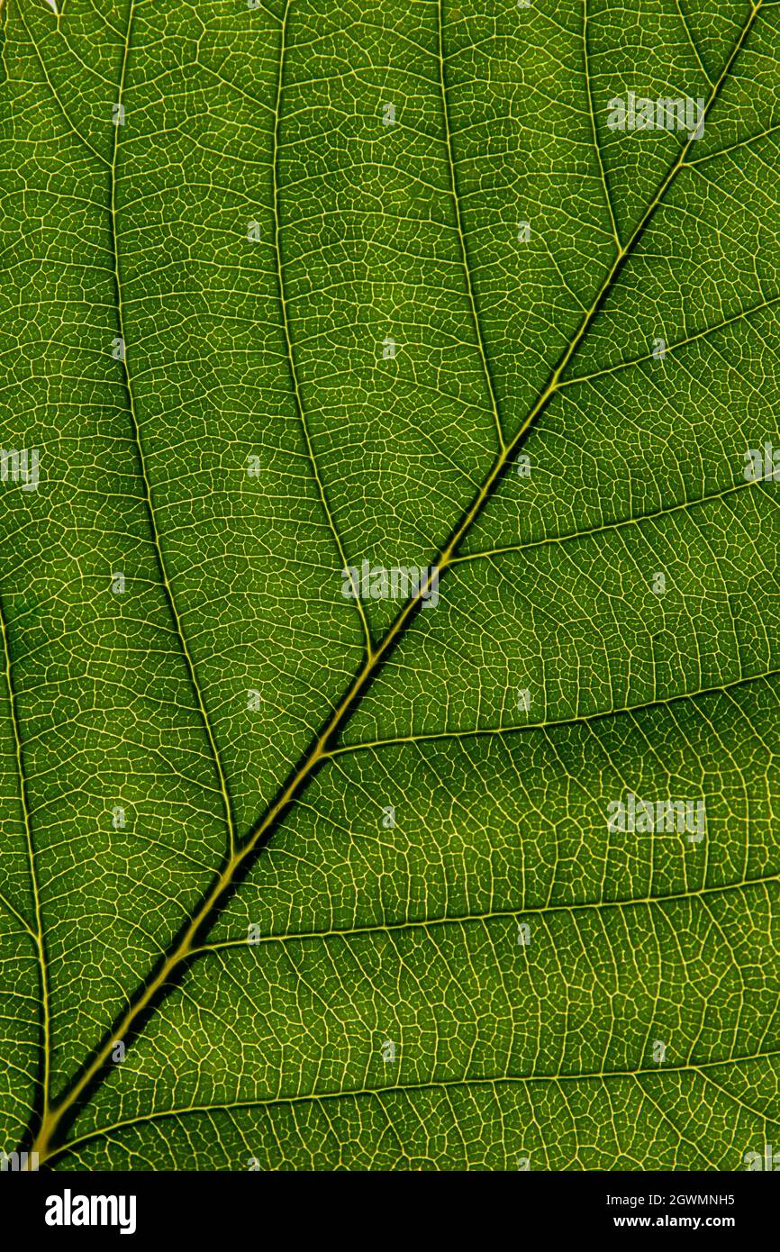 Belle texture des feuilles Banque de photographies et d’images à haute ...