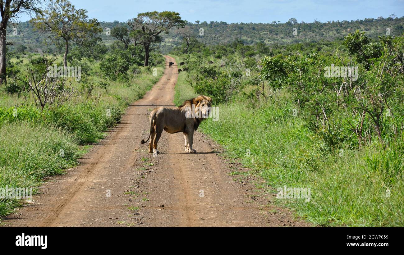 Lion sur la chasse Banque de photographies et d’images à haute ...