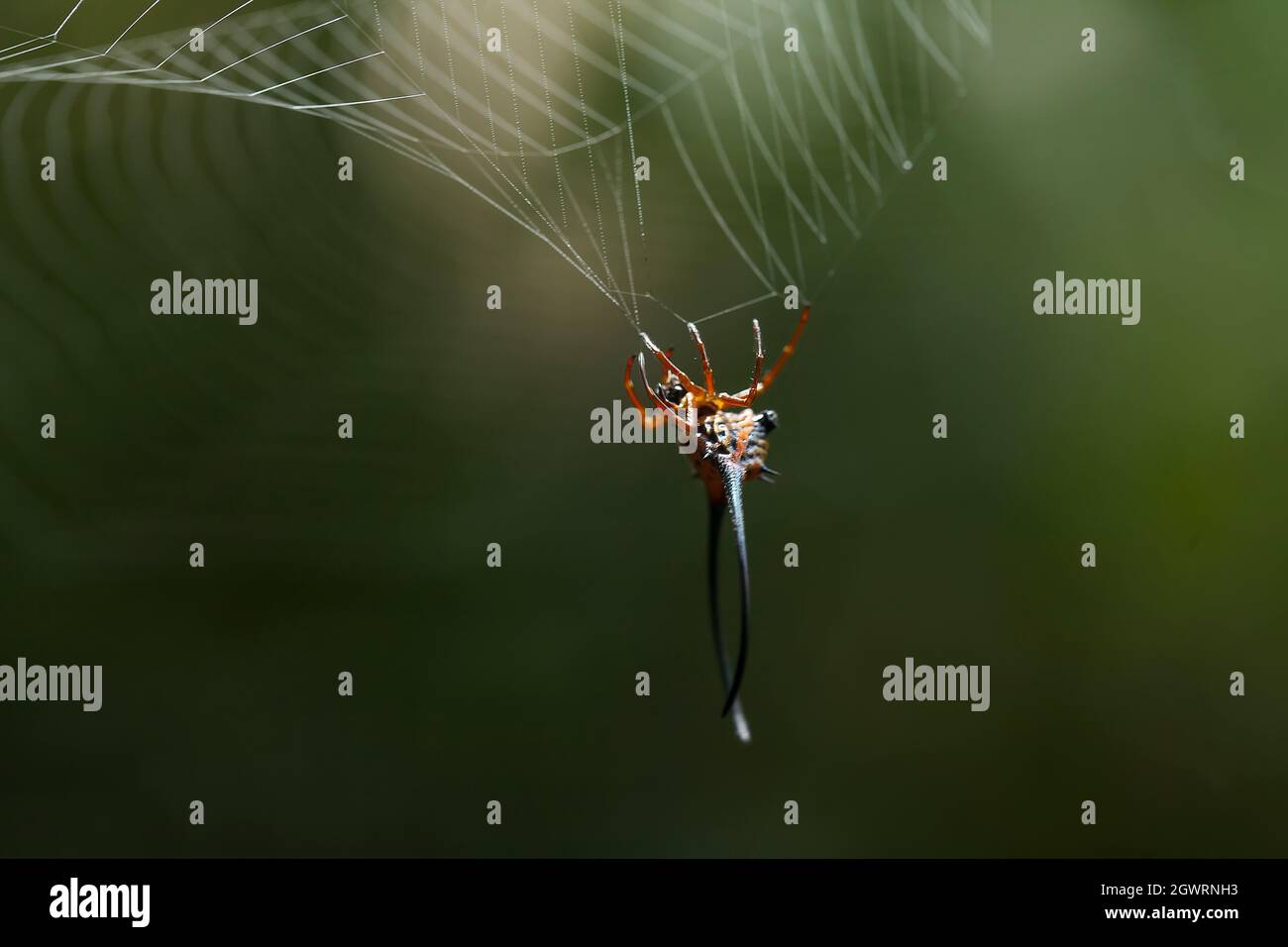 Horned spider Banque de photographies et d’images à haute résolution ...