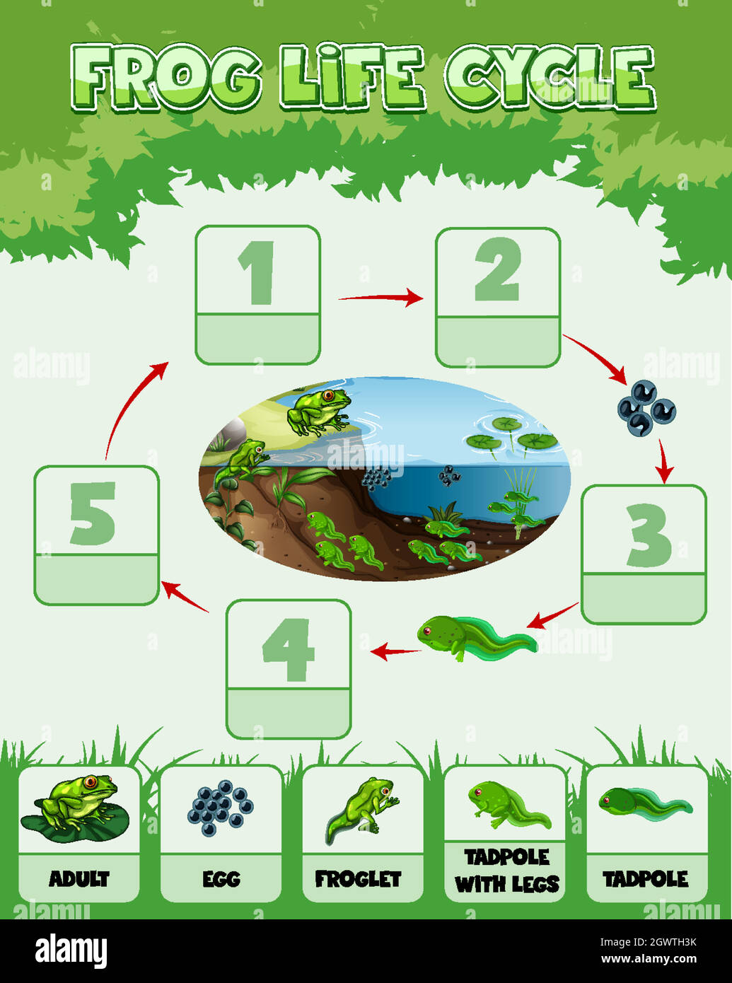 Schéma montrant le cycle de vie de la grenouille Image Vectorielle ...
