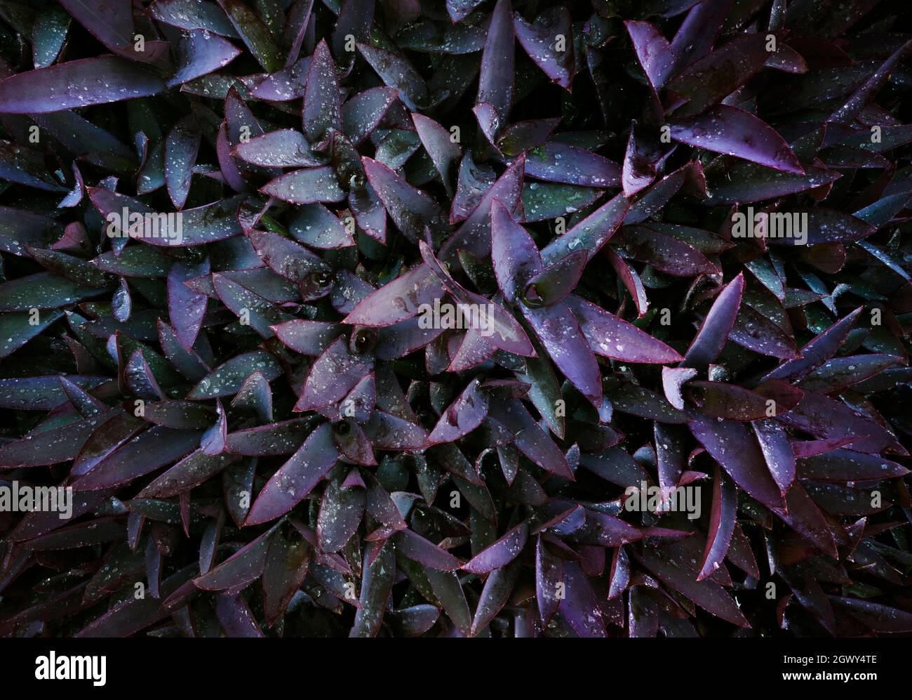 Feuilles de violet profond Banque de photographies et d’images à haute ...