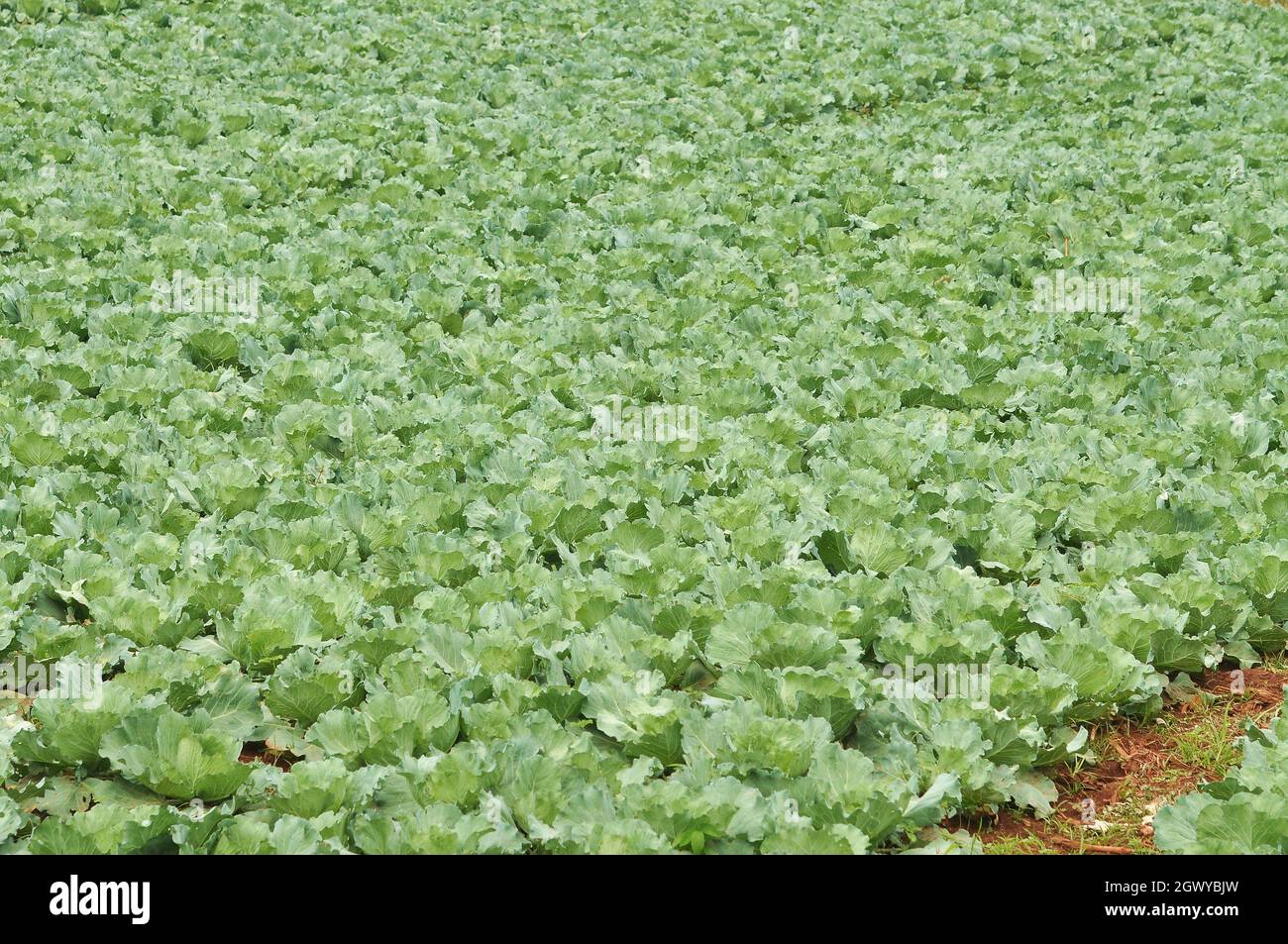 Plantation de chou Banque de photographies et d’images à haute ...