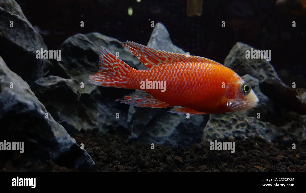 African cichlid Banque de photographies et d’images à haute résolution ...