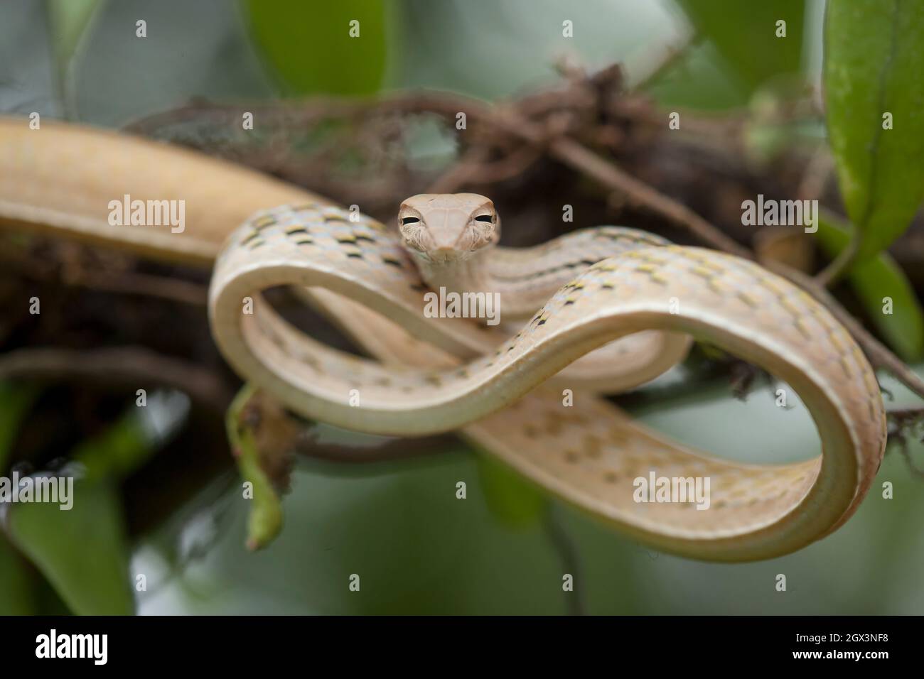 Petite plante de serpent Banque de photographies et d’images à haute ...