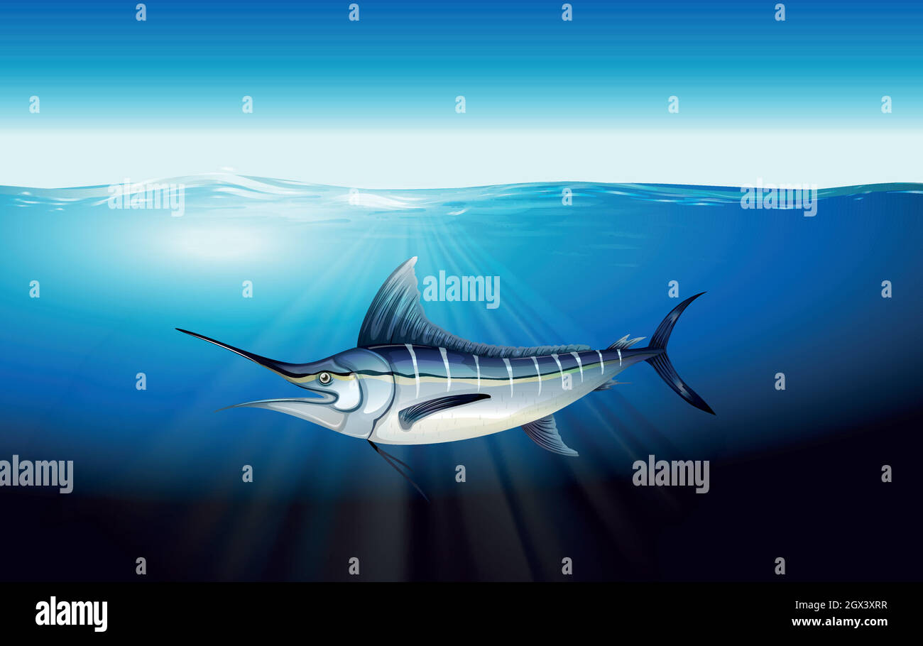 Blue marlin illustration Banque d'images vectorielles - Alamy