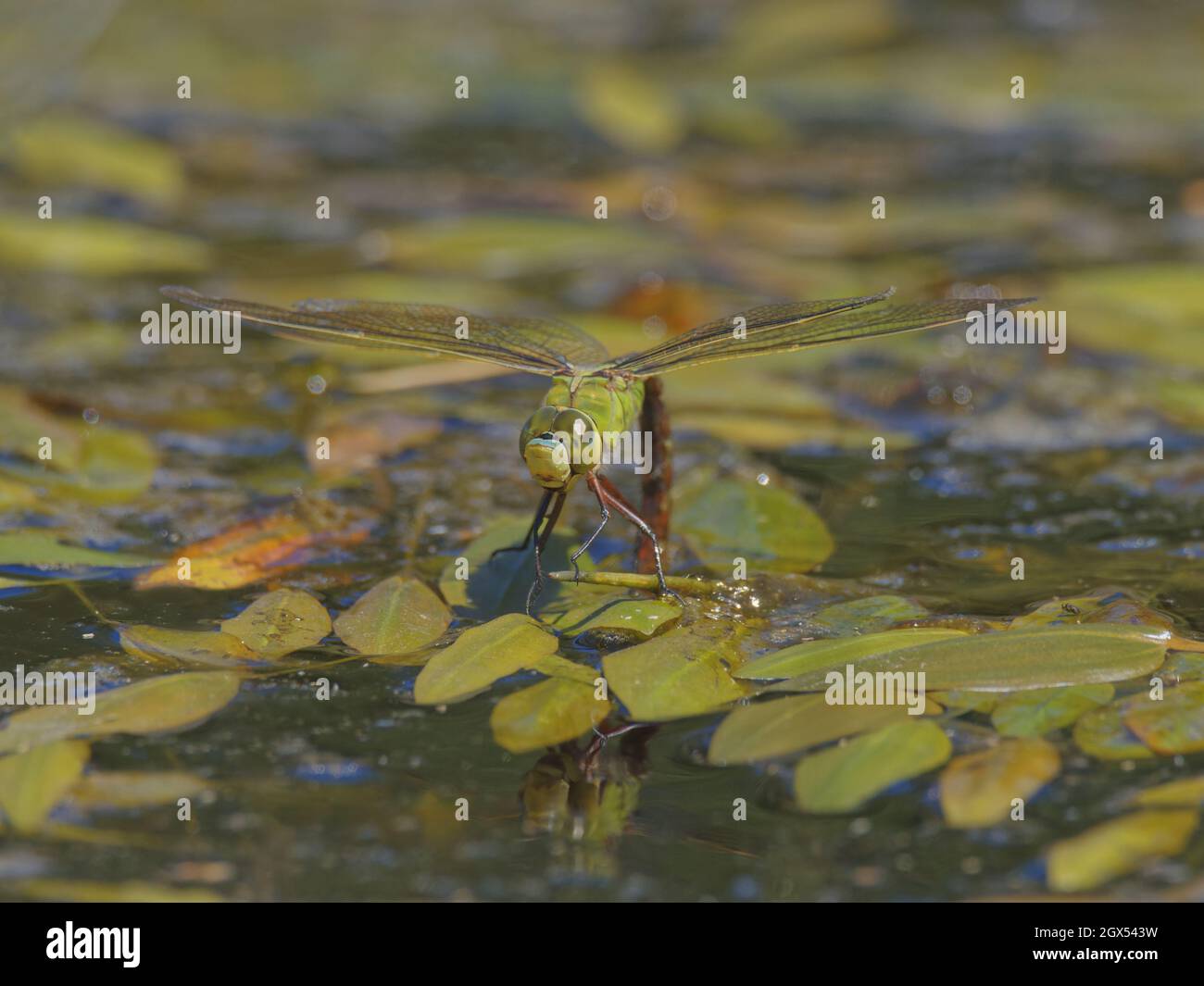 Oeufs de libellule Banque de photographies et d’images à haute résolution - Page 2 - Alamy