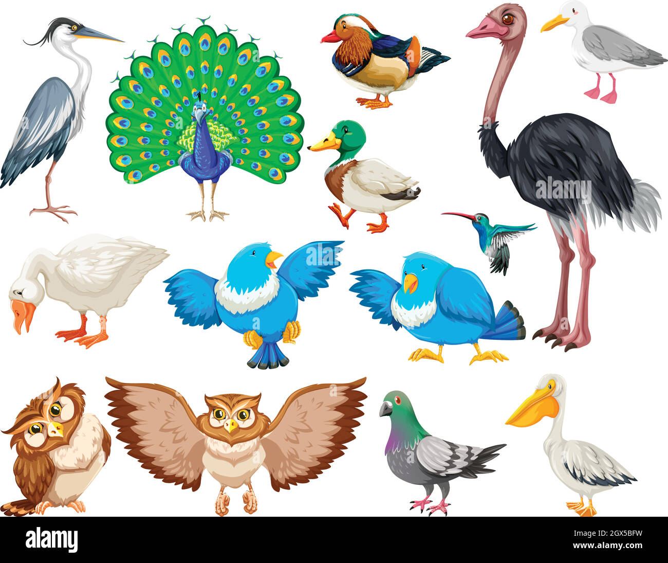 Oiseaux du pigeon Banque d'images vectorielles - Alamy