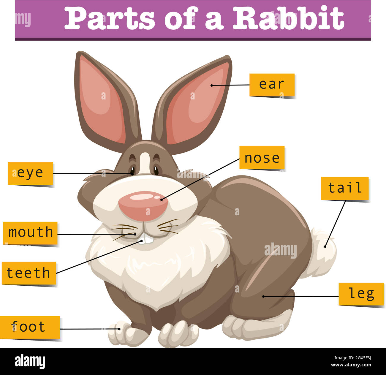 Anatomie du joli lapin Image Vectorielle Stock - Alamy