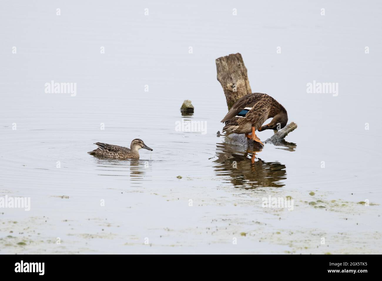 éclipse de colvert mâle avec femelle Banque de photographies et d ...