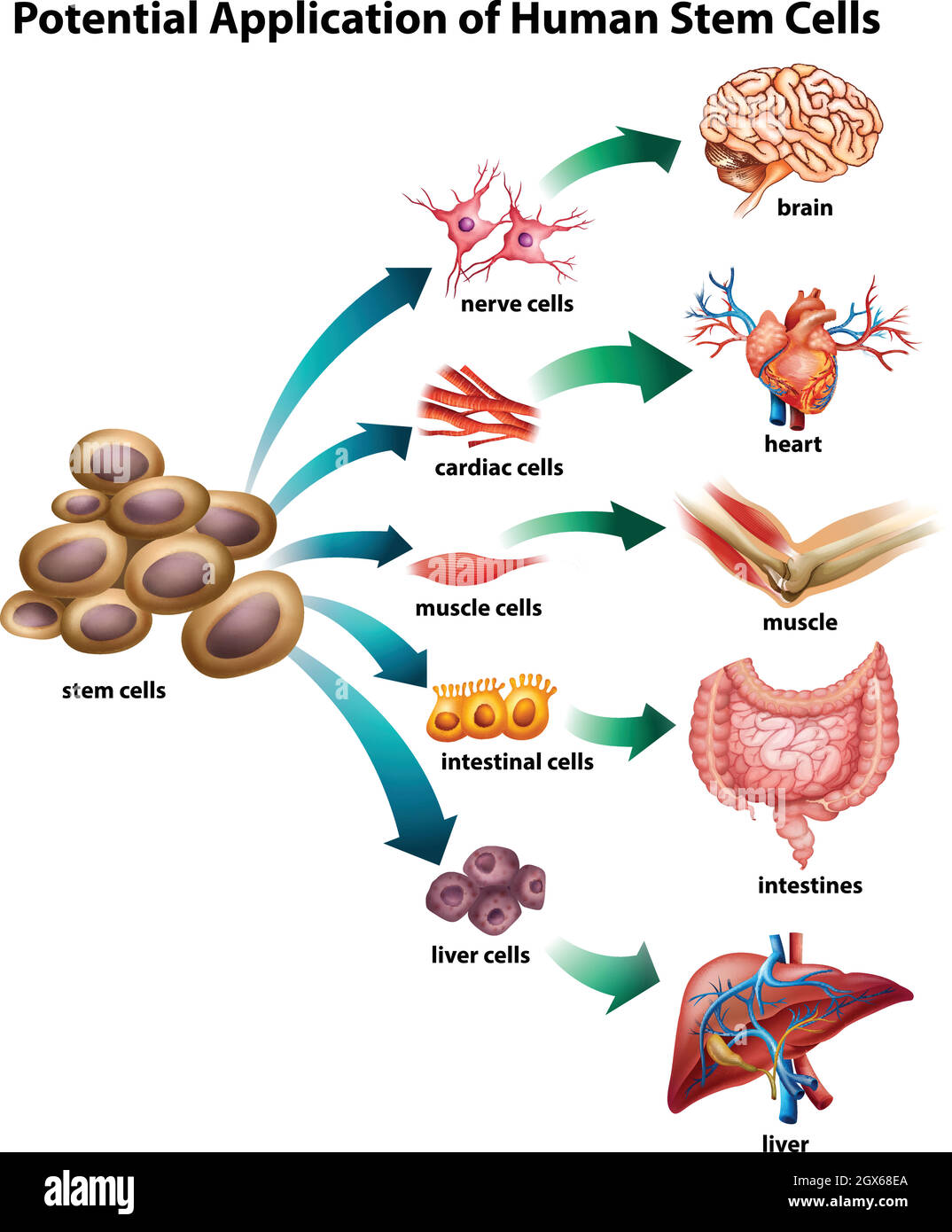 Types de cellules Banque d'images vectorielles - Alamy