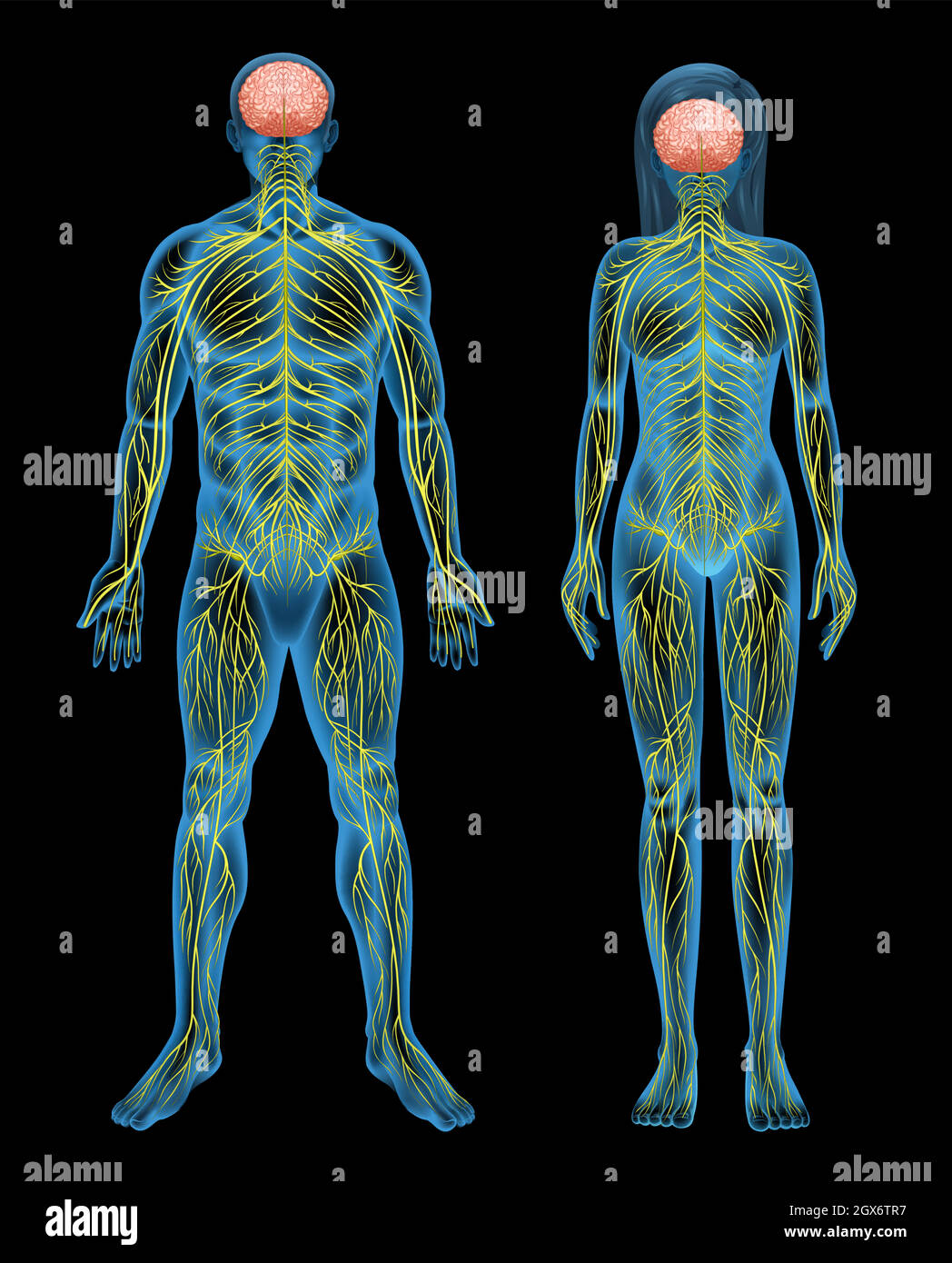 Drawing anatomy normal nervous system Banque d'images vectorielles - Alamy