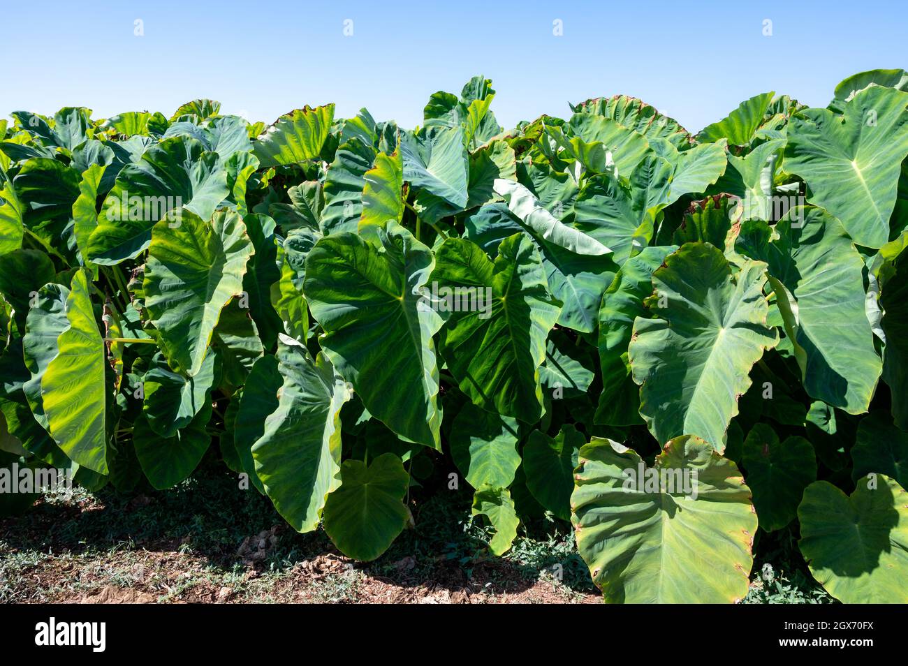 Colocasia taro plantation Banque de photographies et d’images à haute ...
