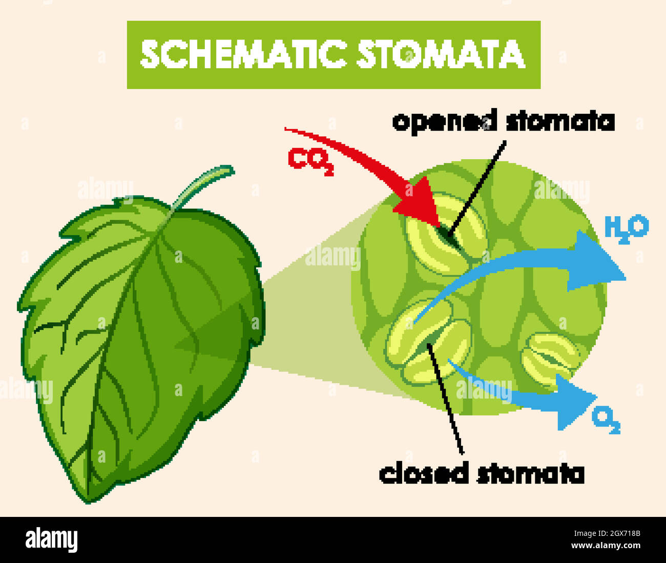Schéma de la cellule végétale Banque d'images vectorielles - Alamy