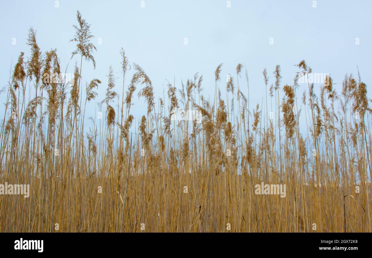Pampas grass field Banque de photographies et d’images à haute ...