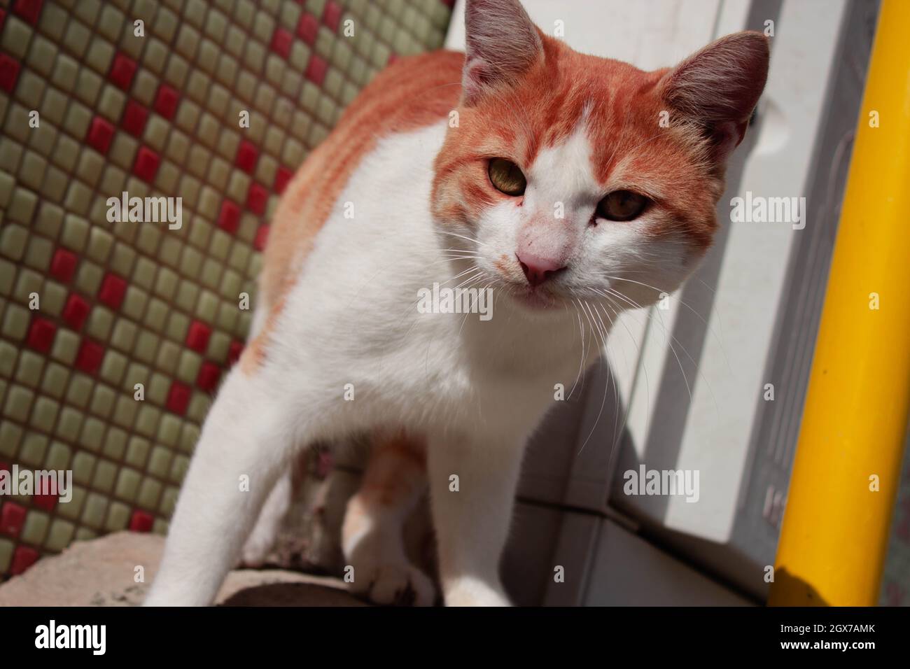 Chats orange et blanc Banque de photographies et d’images à haute ...