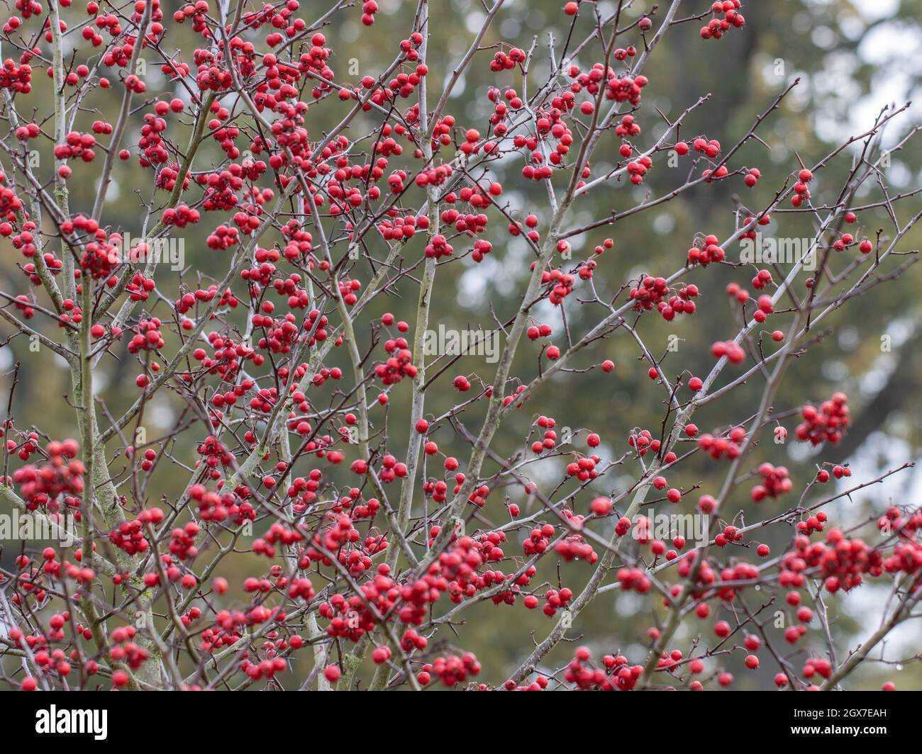 Crataegus crataegus prunifolia splendens Banque de photographies et d ...