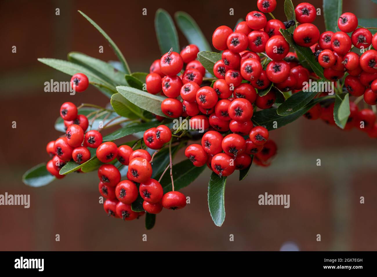 Plante de haie rouge pyracantha Banque de photographies et d’images à ...