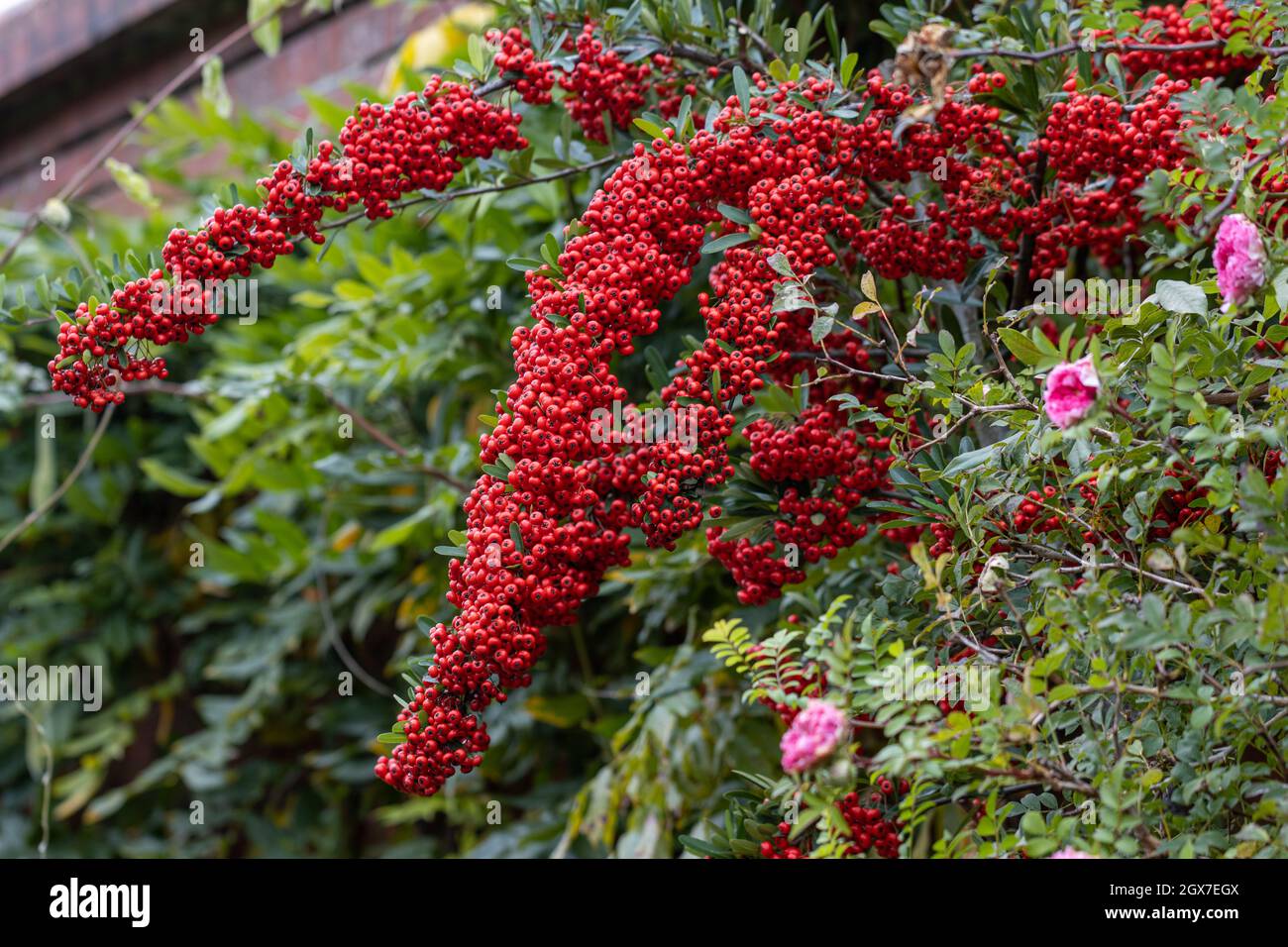Pyracantha coccinea red column Banque de photographies et d’images à ...