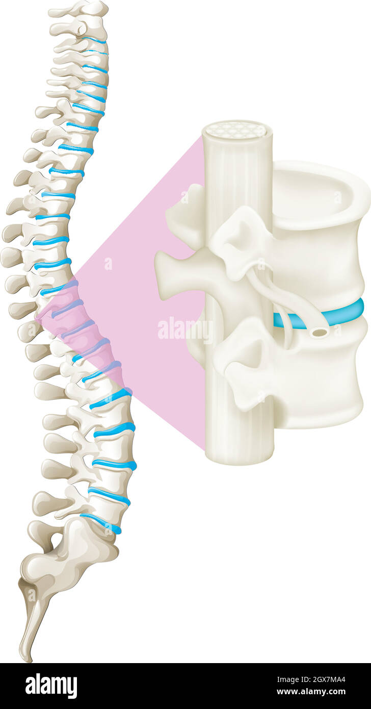 Rachis anatomie Banque d'images vectorielles - Page 2 - Alamy