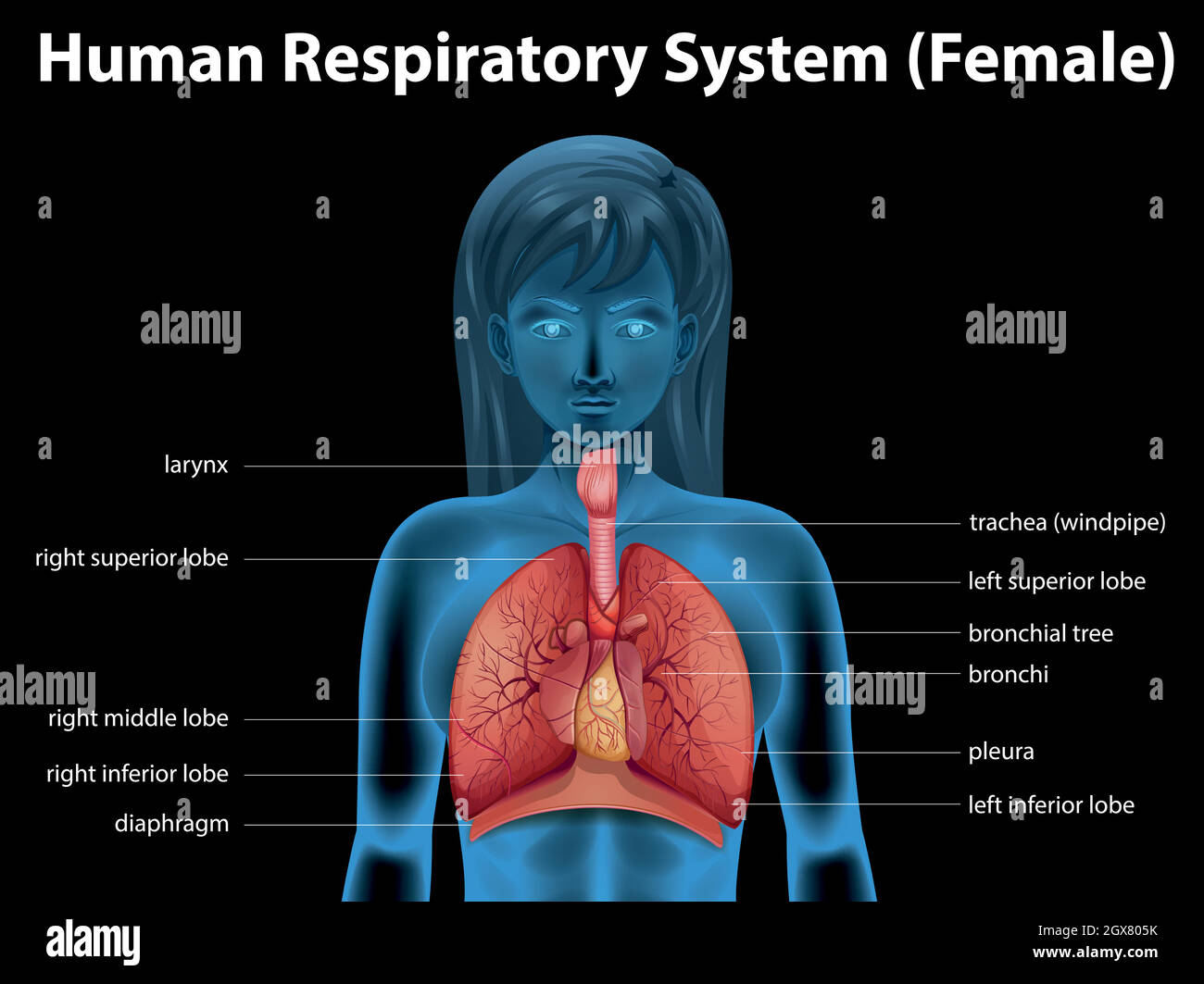 Sistema respiratorio respiratorio Banque de photographies et d’images à ...
