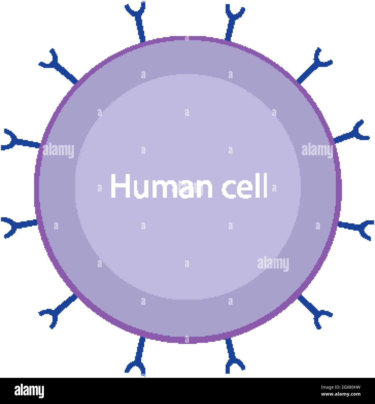Cellule humaine Banque de photographies et d’images à haute résolution ...