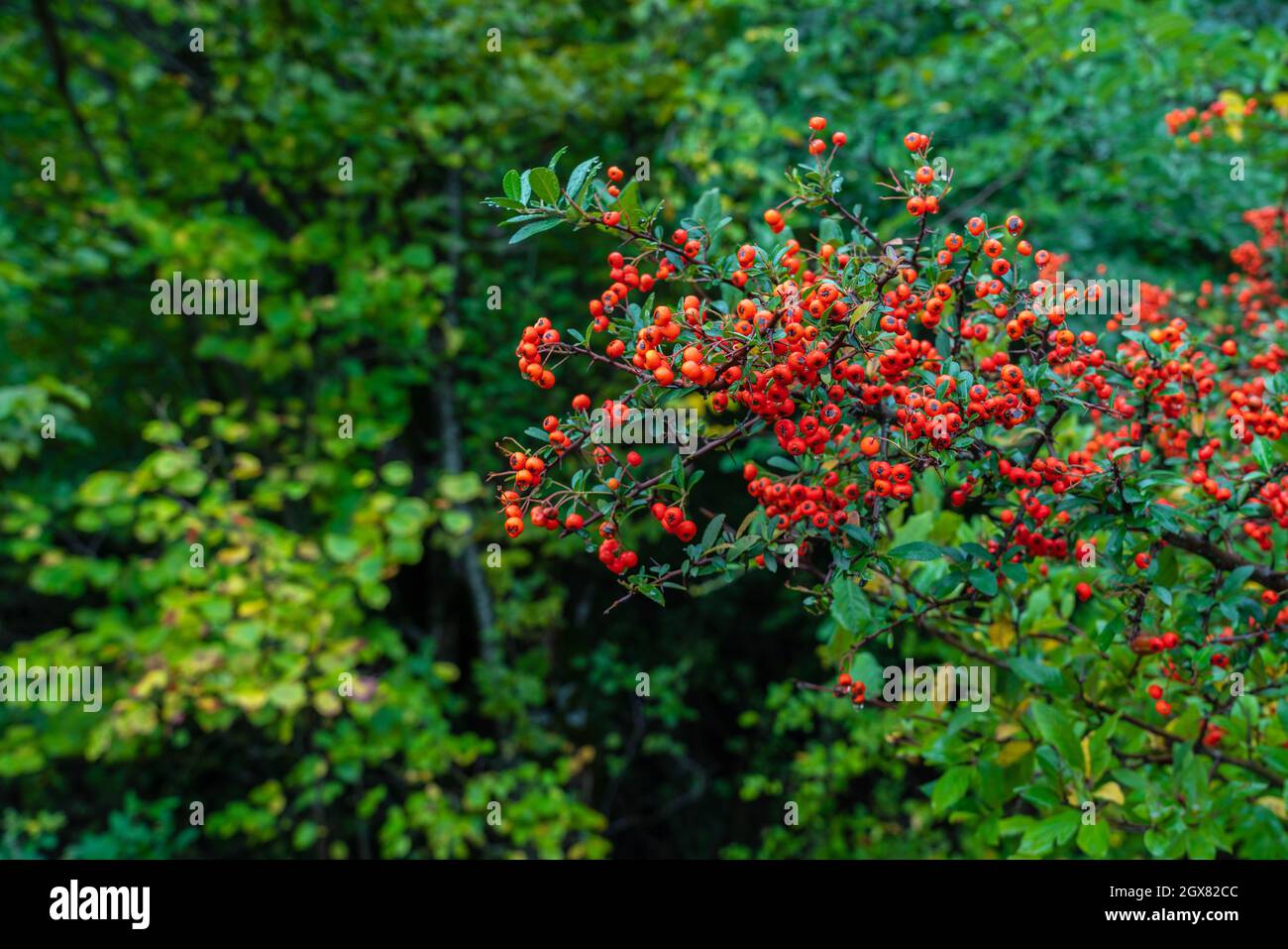 Fruit orange vif sur un pyracantha Banque de photographies et d’images ...