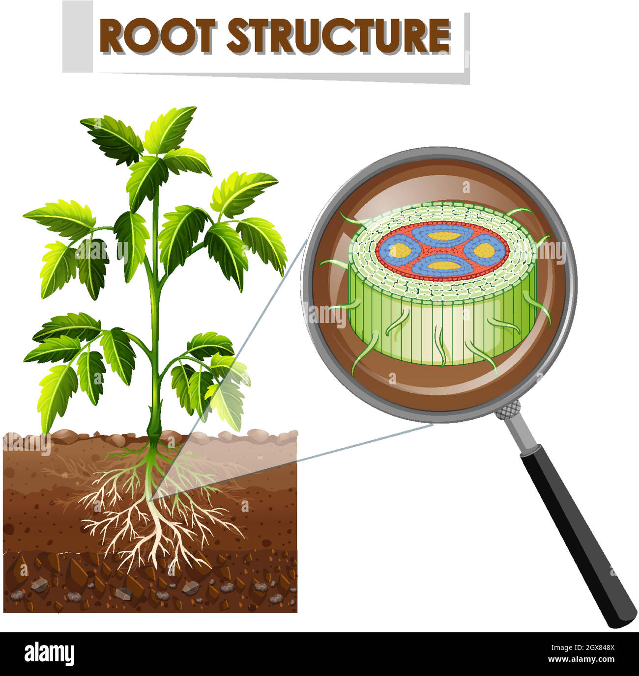 Racine plante Banque d'images vectorielles - Alamy