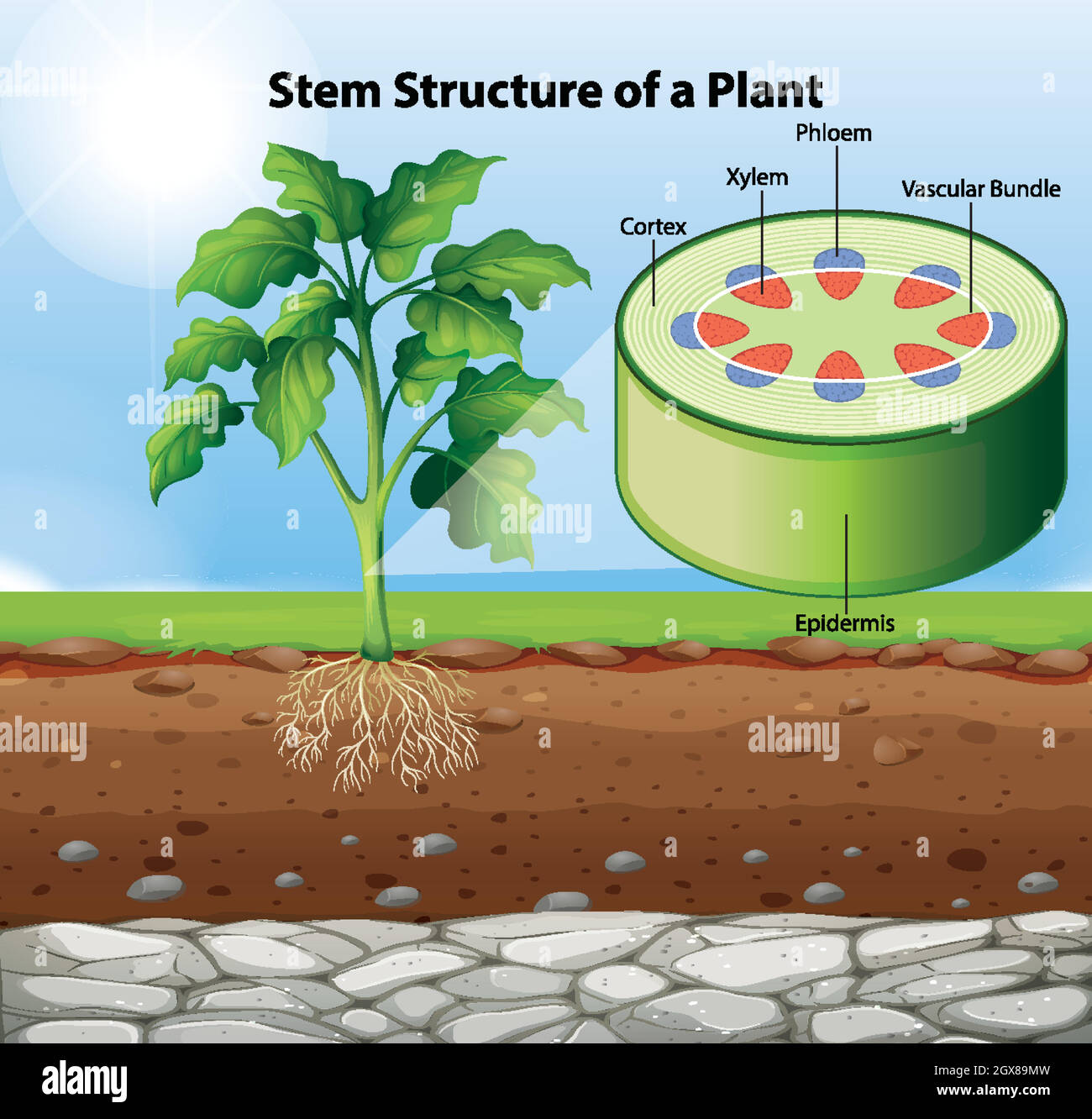 Schéma De Structure De La Plante