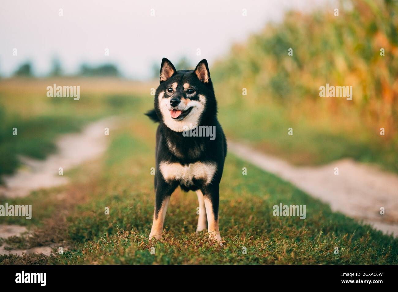 Black and tan shiba inu Banque de photographies et d’images à haute résolution - Alamy