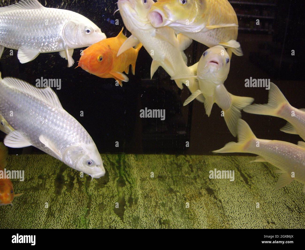 Poisson transparent Banque de photographies et d’images à haute ...