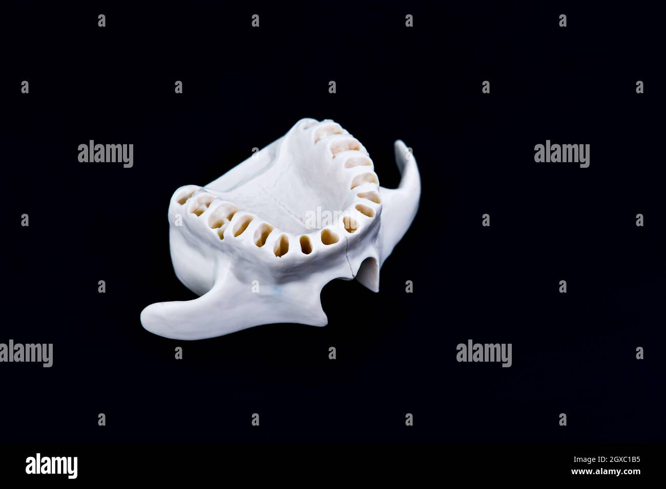 La mâchoire humaine avec l'anatomie des dents et des gencives en ...