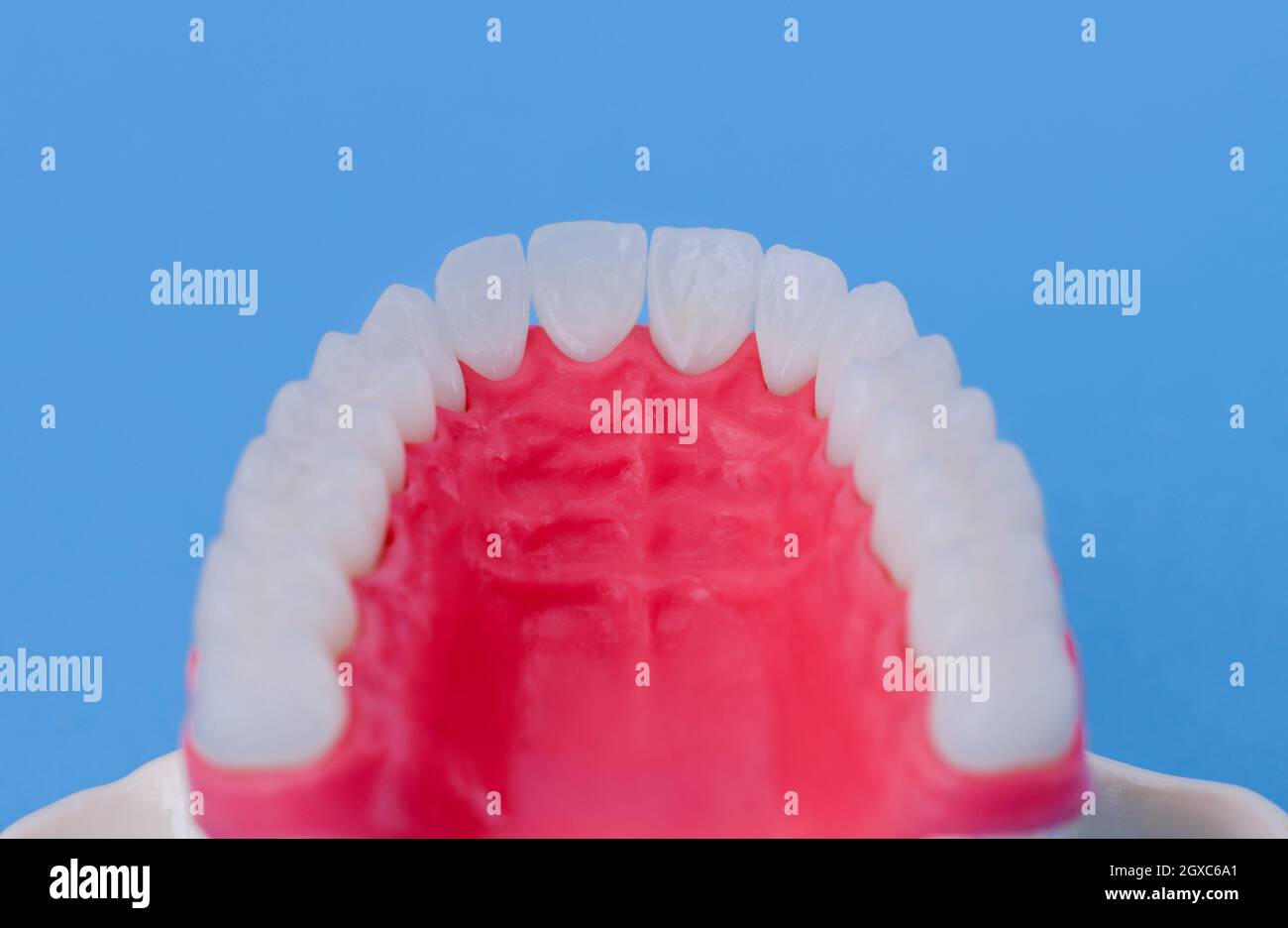 La mâchoire humaine avec l'anatomie des dents et des gencives en ...