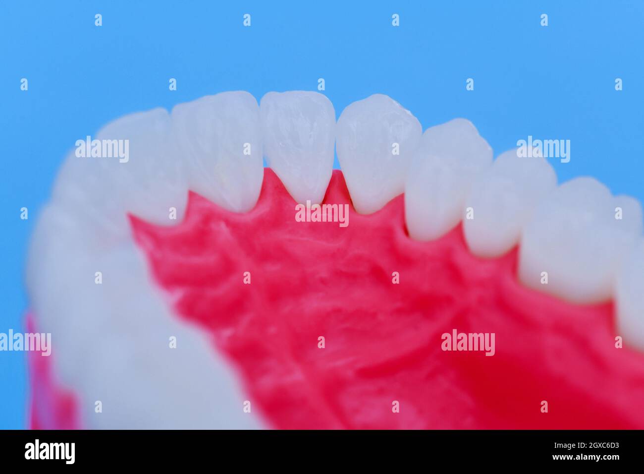 La mâchoire humaine avec l'anatomie des dents et des gencives en ...