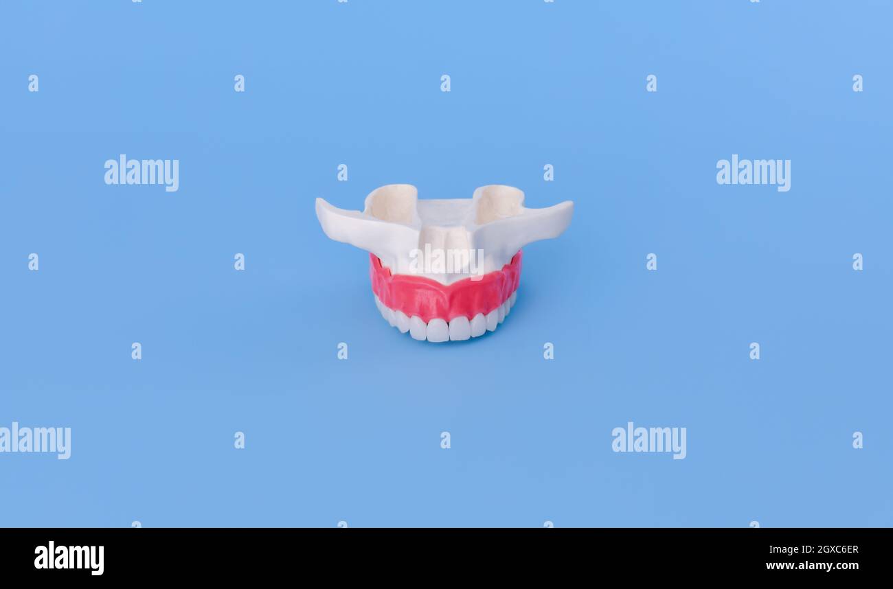 La mâchoire humaine avec l'anatomie des dents et des gencives en illustration médicale modèle ...