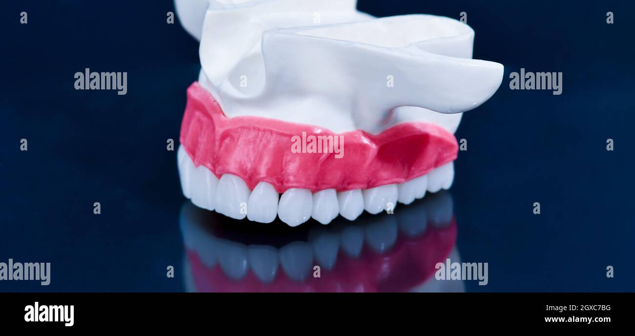 La mâchoire humaine avec un reflet sur la vitre de l'anatomy model ...