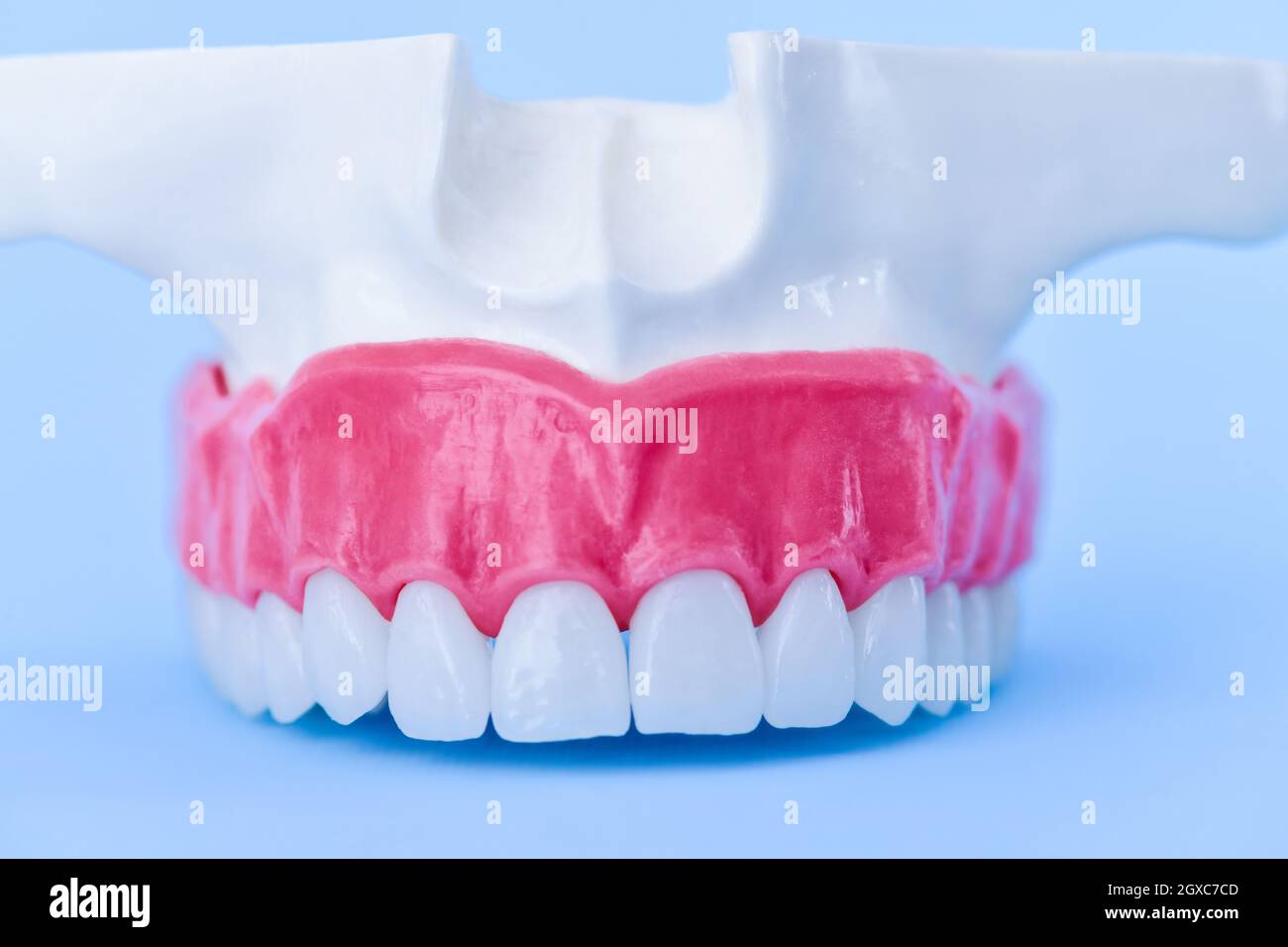 La mâchoire humaine avec l'anatomie des dents et des gencives en illustration médicale modèle ...